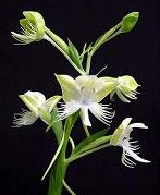 Gedichten over BLOEMEN